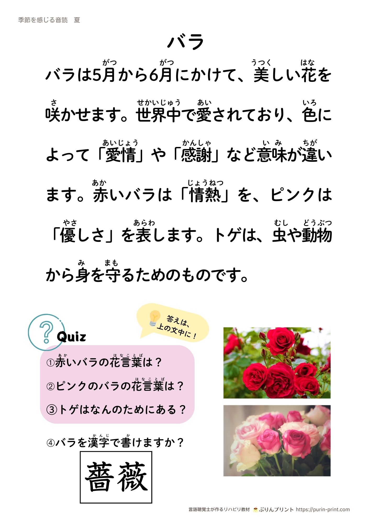 バラ（薔薇）の雑学・豆知識｜リハビリやデイで使える音読教材 | ぷりんプリント